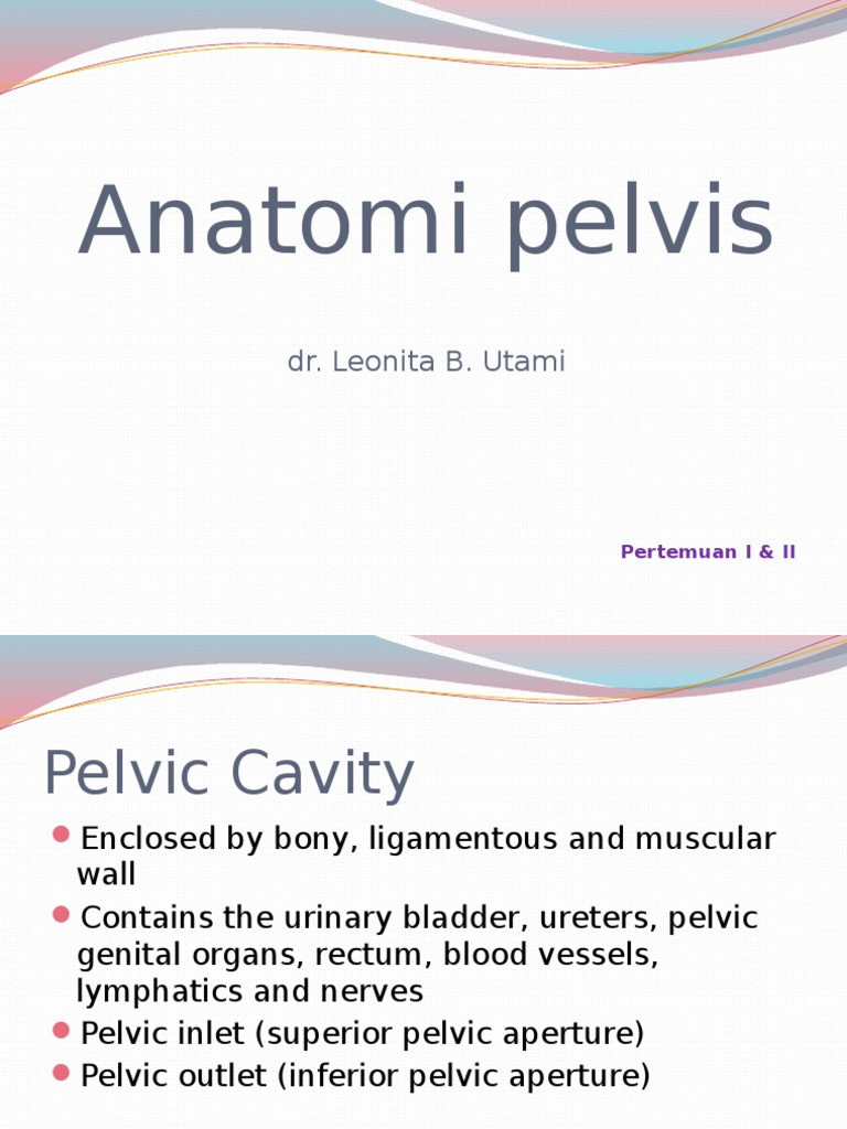 Anatomi Pelvis Pdf