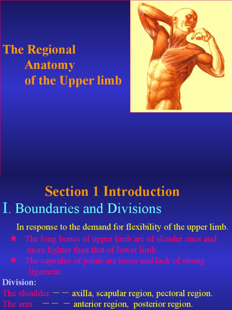The Regional Anatomy of The Upper Limb | Download Free PDF | Arm | Elbow