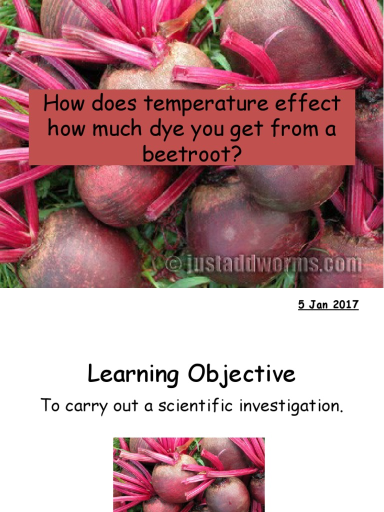How Does Temperature Effect How Much Dye You Get From A Beetroot? | PDF