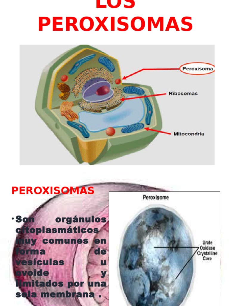PEROXISOMAS