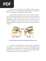 Articulação Do Ombro (Glenoumeral) Anatomia e Músculos Kenhub | PDF ...
