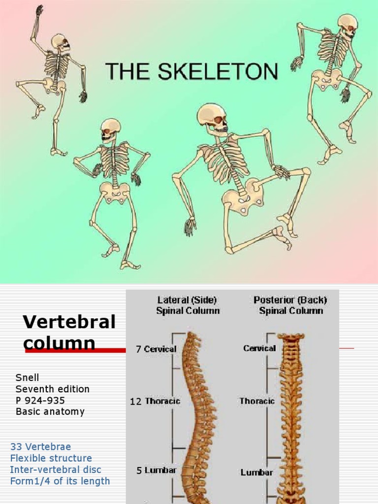 Anatomy 2 Vertebral Column 1 Pdf Vertebra Vertebral Column
