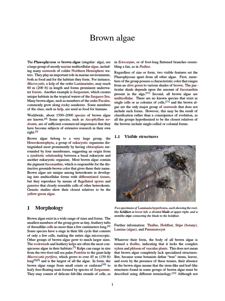 Brown Algae | PDF | Algae | Biology