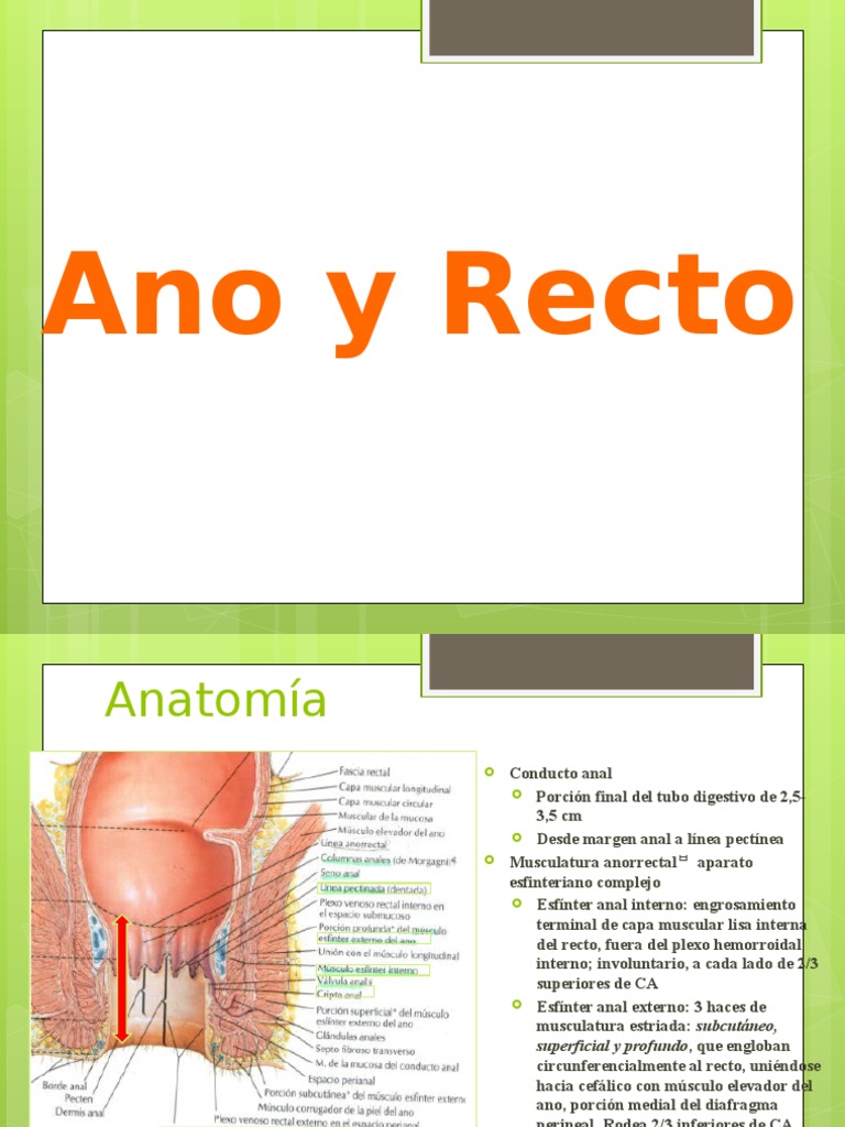 Ano y Recto | PDF | Hemorroides | Especialidades Medicas