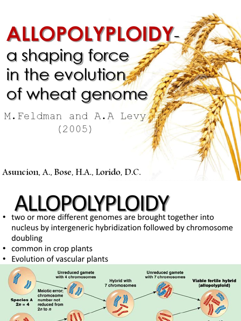Allopolyploidy of Wheat | PDF | Wheat | Gene