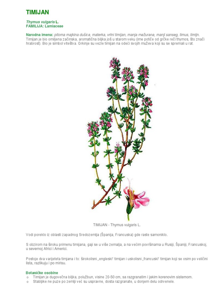 Timjan | PDF