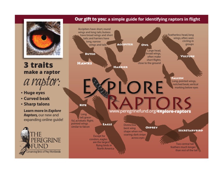 Explore Raptors Types Id Guide | PDF