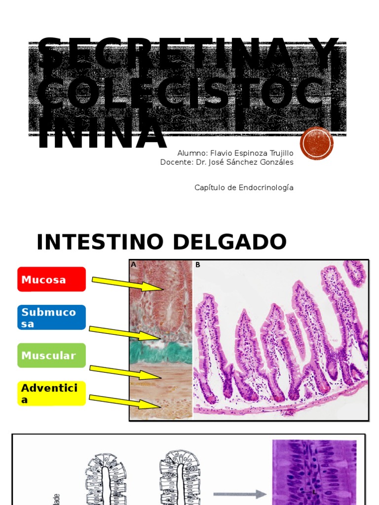 Secretina y Colecistocinina