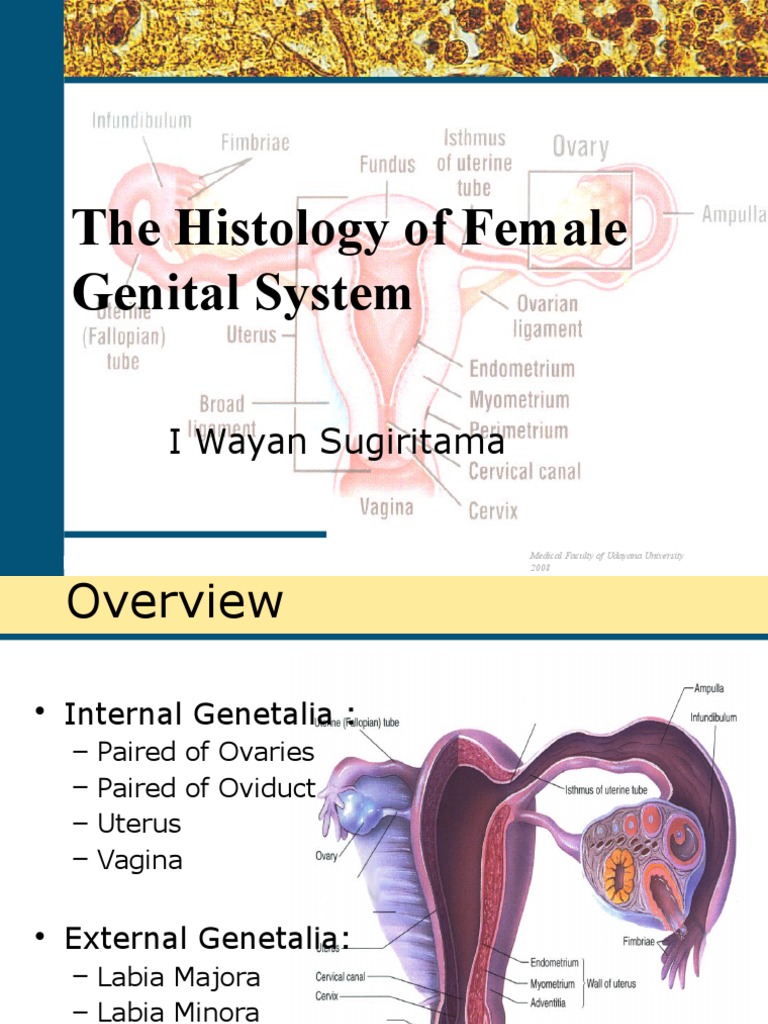 Female Genital System PSPD Semester Genap 2015 | PDF | Menstrual Cycle ...