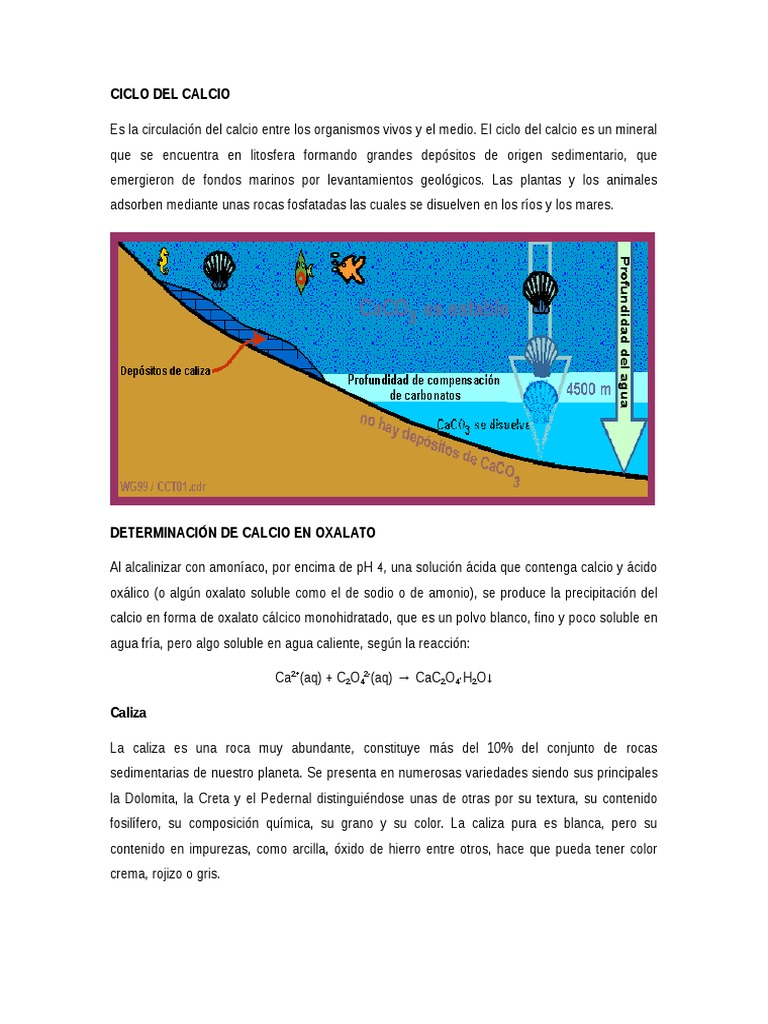 Ciclo Del Calcio | PDF | Caliza | Calcio