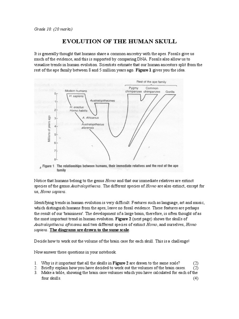 Human Evolution: Assignment | PDF