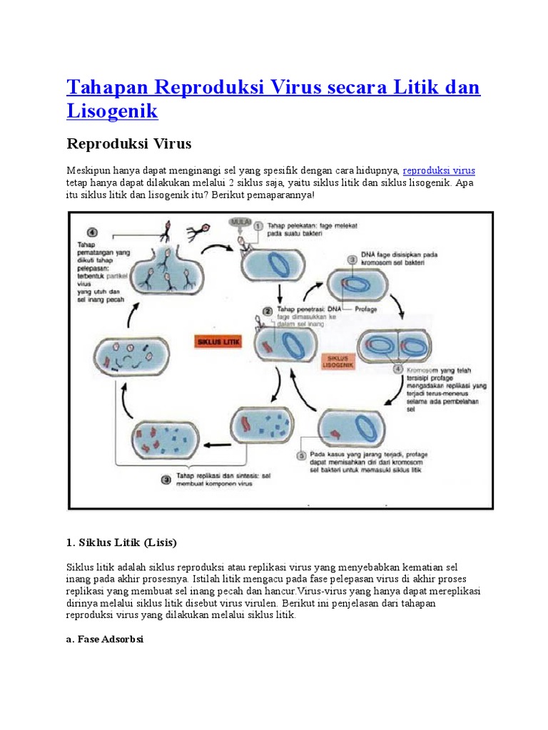 Tahapan Reproduksi Virus Secara Litik Dan Lisogenik | PDF