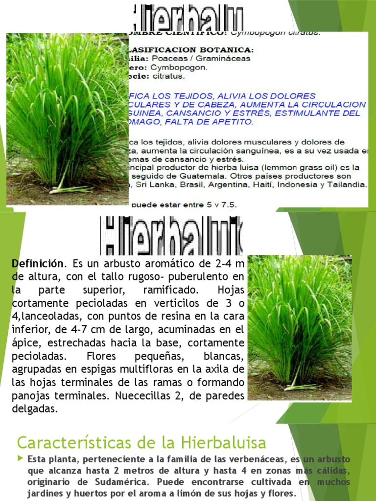 Hierba Luisa | PDF | Plantas | Alimentos