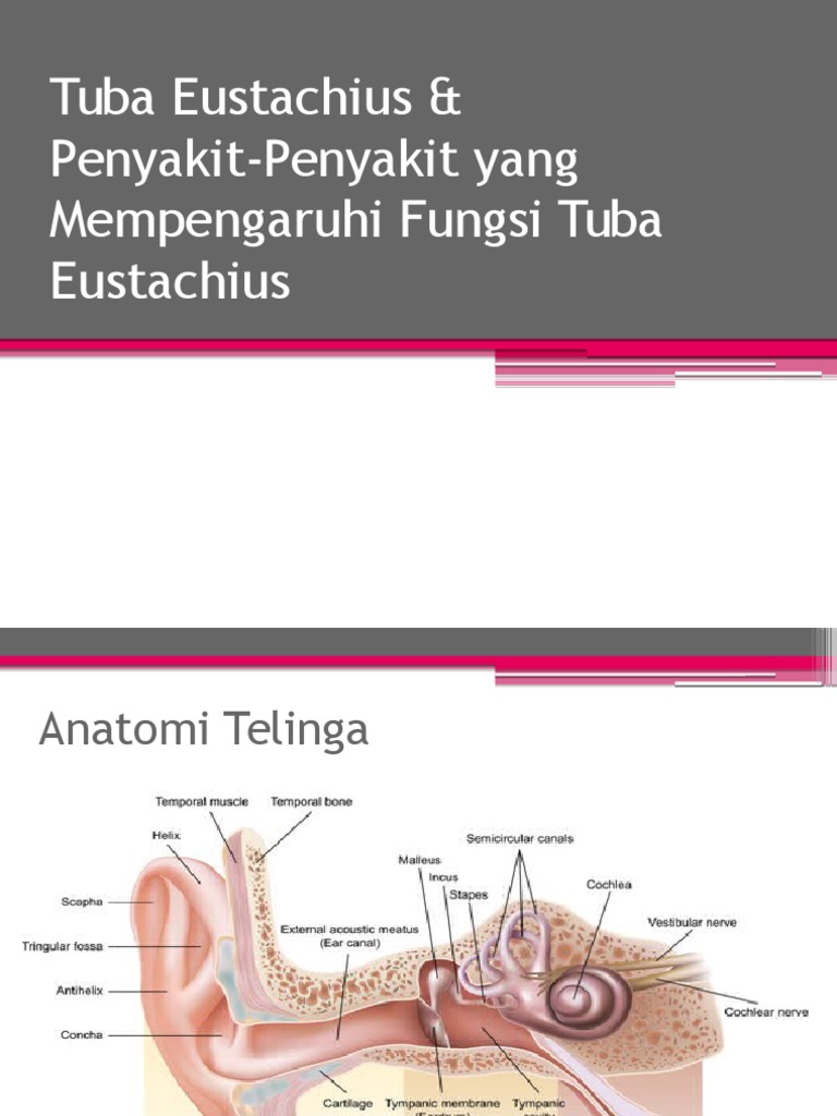 Fungsi dan Gangguan Tuba Eustachius | PDF