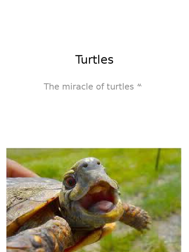 Turtles: The Miracle of Turtles | PDF