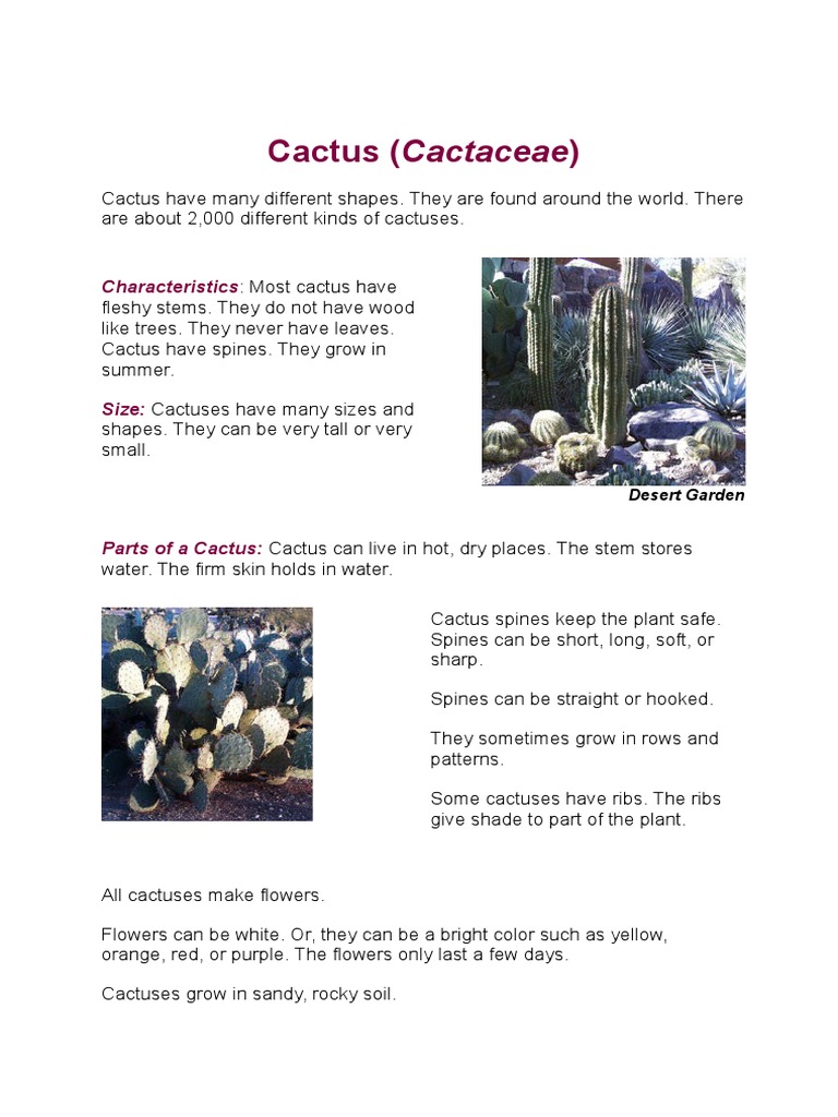 Cactus Story | PDF