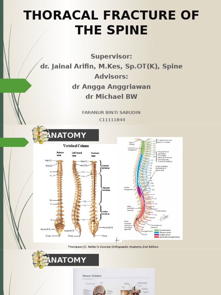 Thoracal Fracture | Vertebral Column | Vertebra