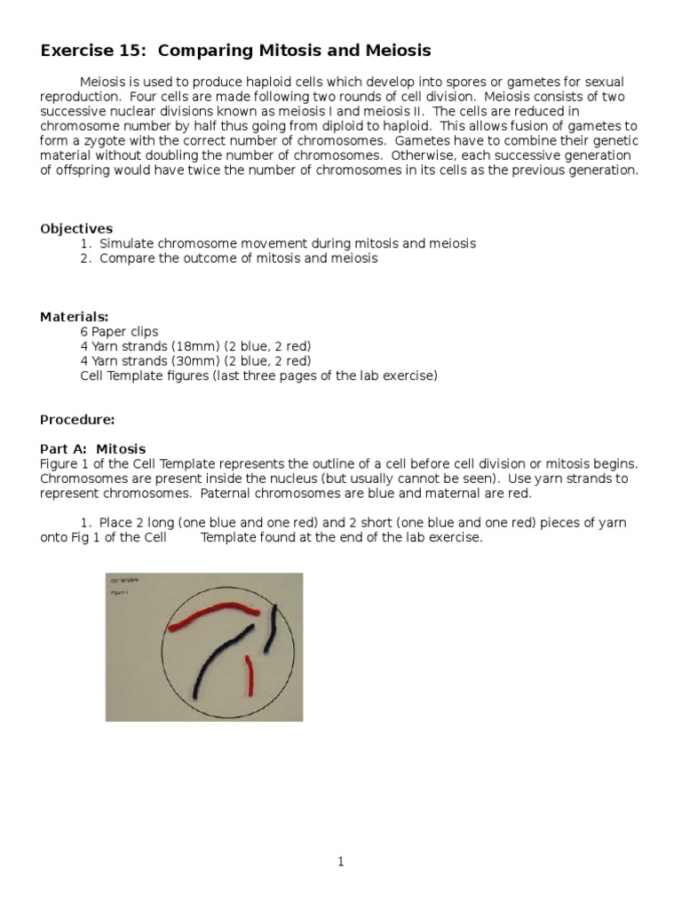 Bio Lab 15 Comparing Mitosis and Meiosis Instructions 1 | PDF | Meiosis ...