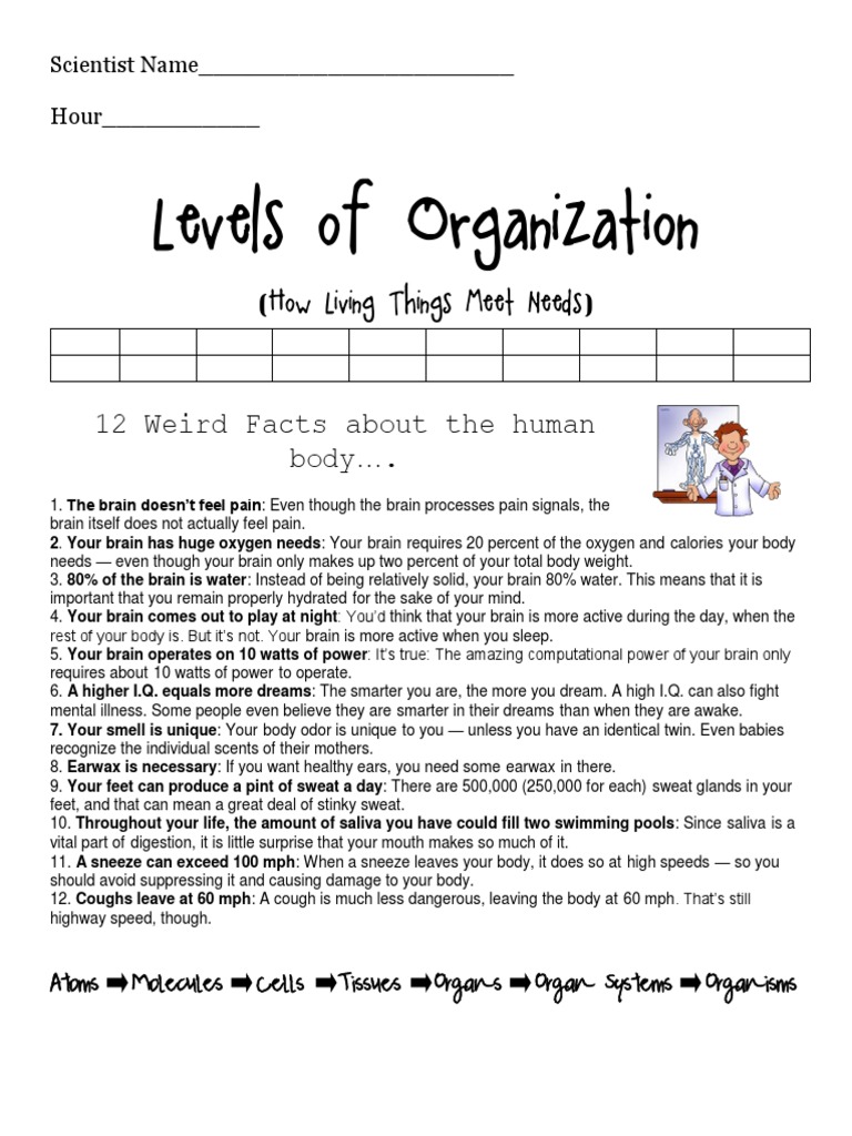 Levels of Organization Packet 2012-13 | PDF | Human Body | Coronary ...