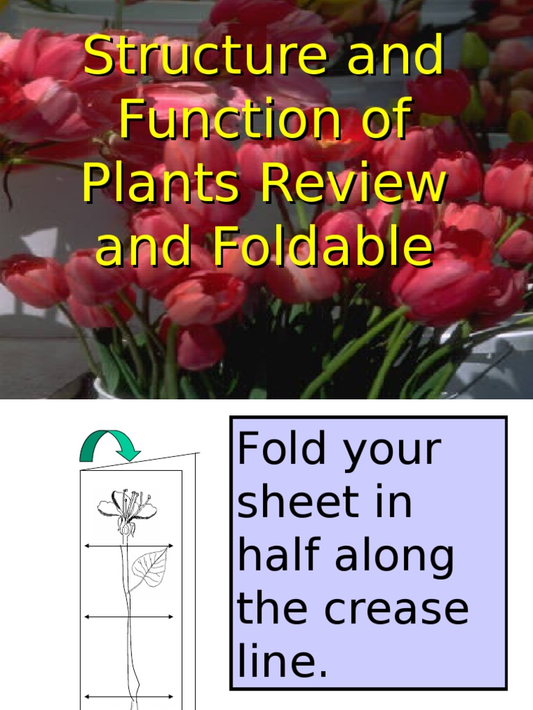 Plants Foldable Final | PDF