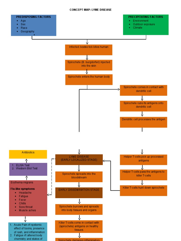 Lyme Disease Concept Map | PDF | Lyme Disease | Pain