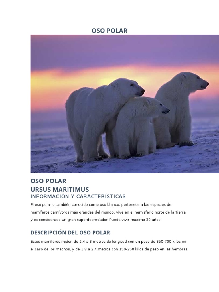 Vida y Hábitat del Oso Polar | PDF | Oso polar | Osos