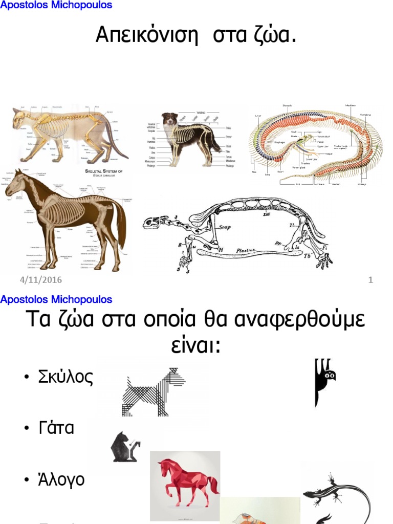 PDF Β ΚΤΗΝΙΑΤΡΙΚΗ ΑΚΤΙΝΟΤΕΧΝΟΛΟΓΙΑ ΑΠΕΙΚΟΝΙΣΗ | PDF