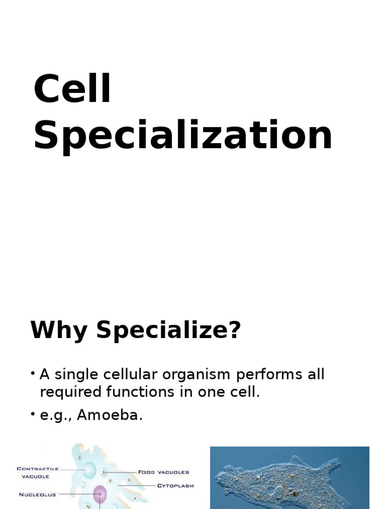 Cell Specialization | PDF | Cellular Differentiation | Cell (Biology)