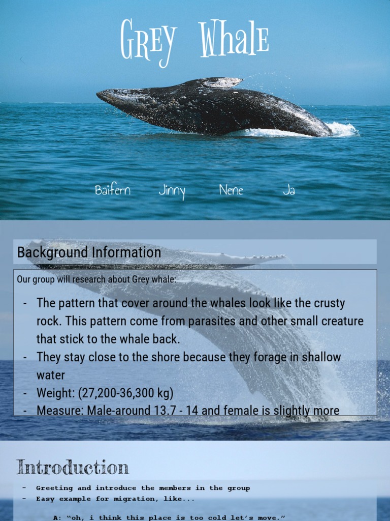 Animal Project | PDF | Whales | Cetaceans