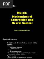 Human Body Weak Points for Self-Defense | PDF | Anatomical Terms Of ...