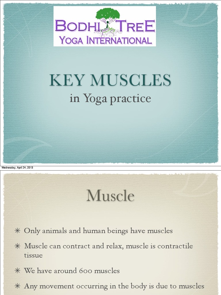 Key Muscles: in Yoga Practice | PDF | Muscle Contraction | Skeletal Muscle