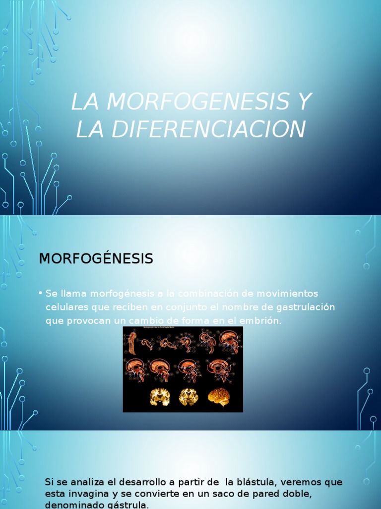 La Morfogenesis y La Diferenciacion | PDF