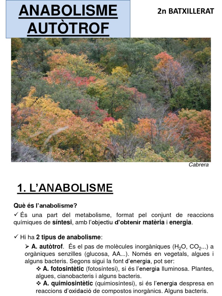 Anabolisme Autotrof.T 3 | PDF