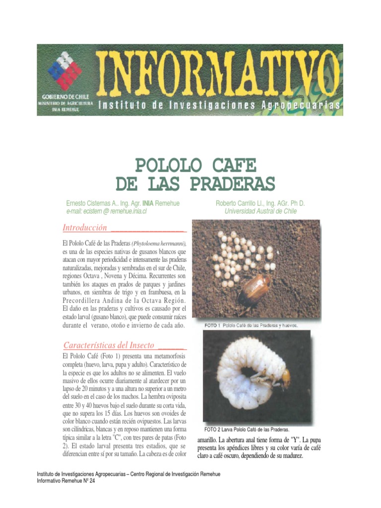 Pololo Cafe de Las Praderas | PDF | Larva | Insectos