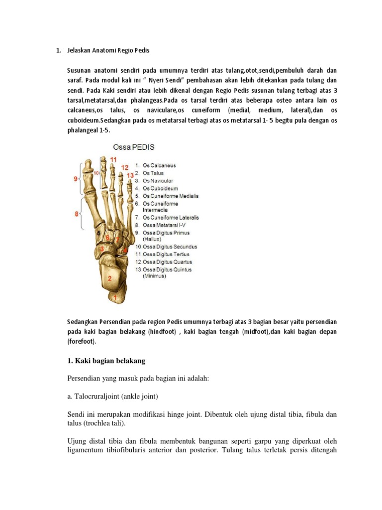 Anatomi Pedis PDF | PDF