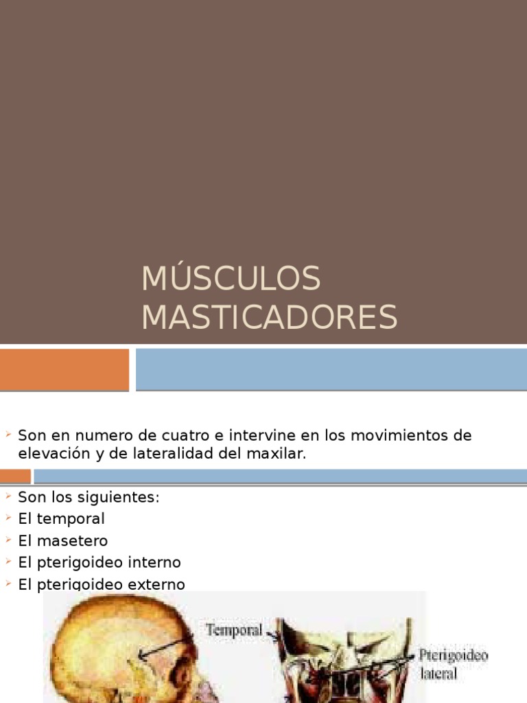 Músculos Masticadores: Función y Anatomía | PDF | Tejido suave ...