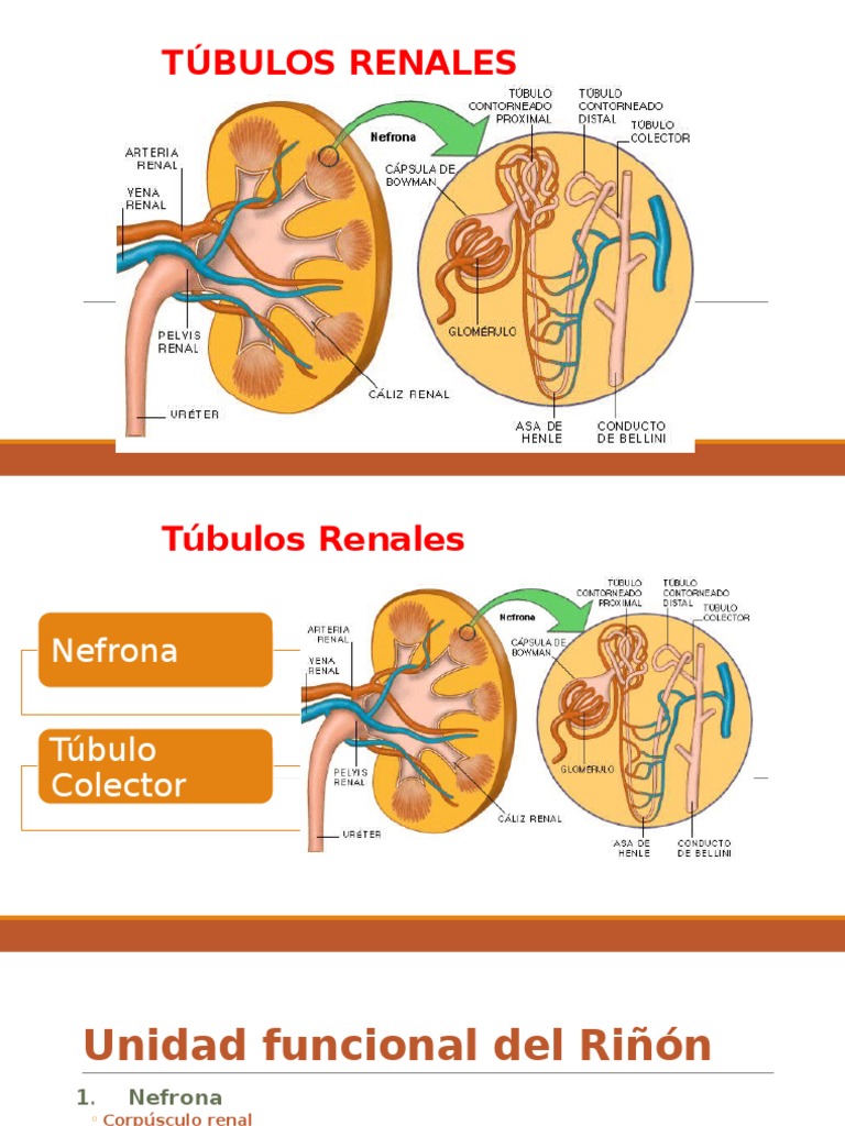 Tubulos Renales | PDF