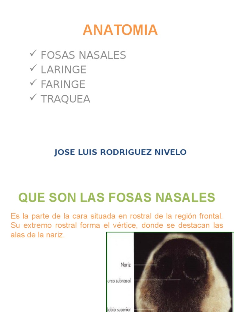 Anatomía de las Fosas Nasales | PDF | Artes del Lenguaje y Comunicación ...