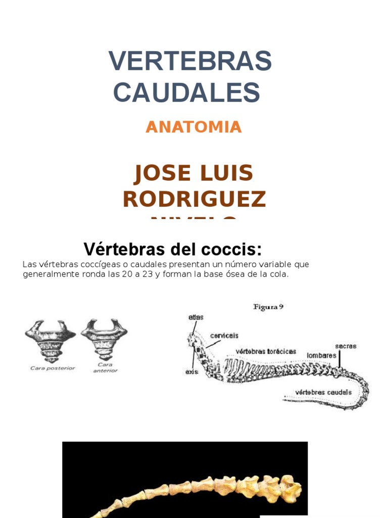 Anatomía de las Vértebras Coccígeas | PDF