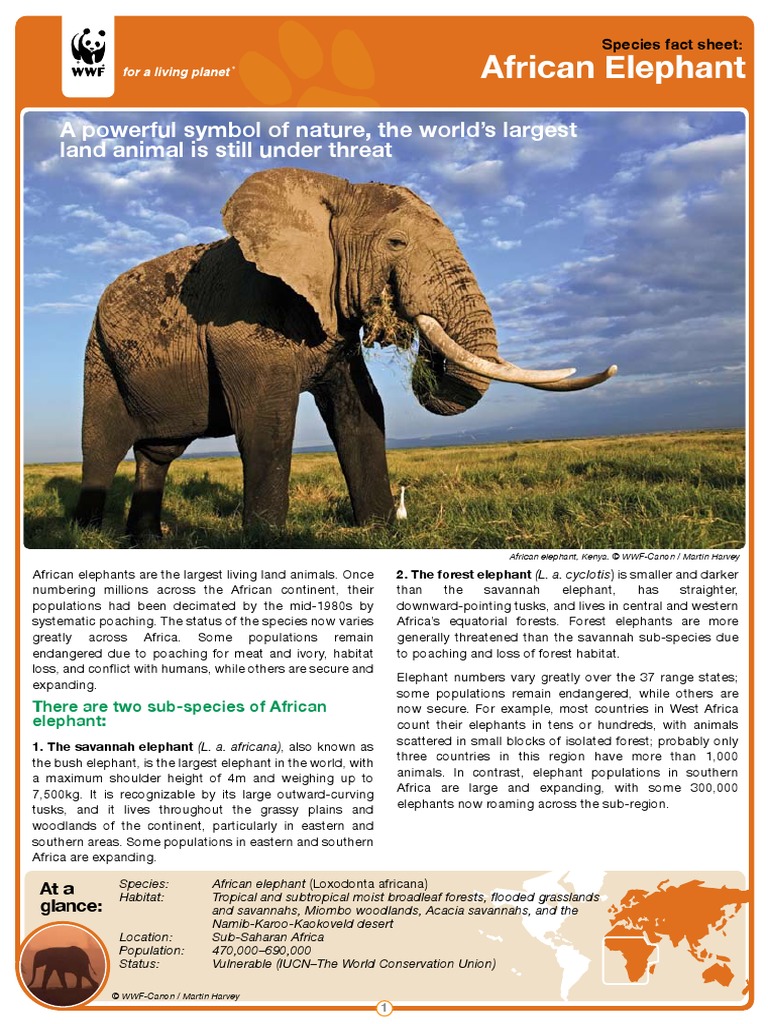 African Elephant Factsheet2007w | World Wide Fund For Nature ...