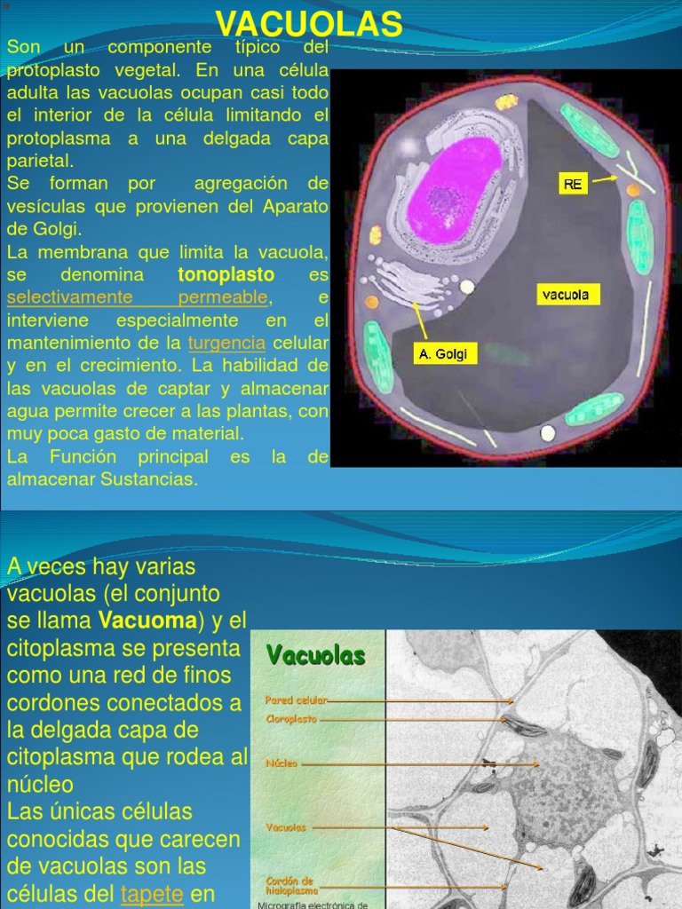2 - Vacuolas | PDF | Vacuole | Carbohidratos