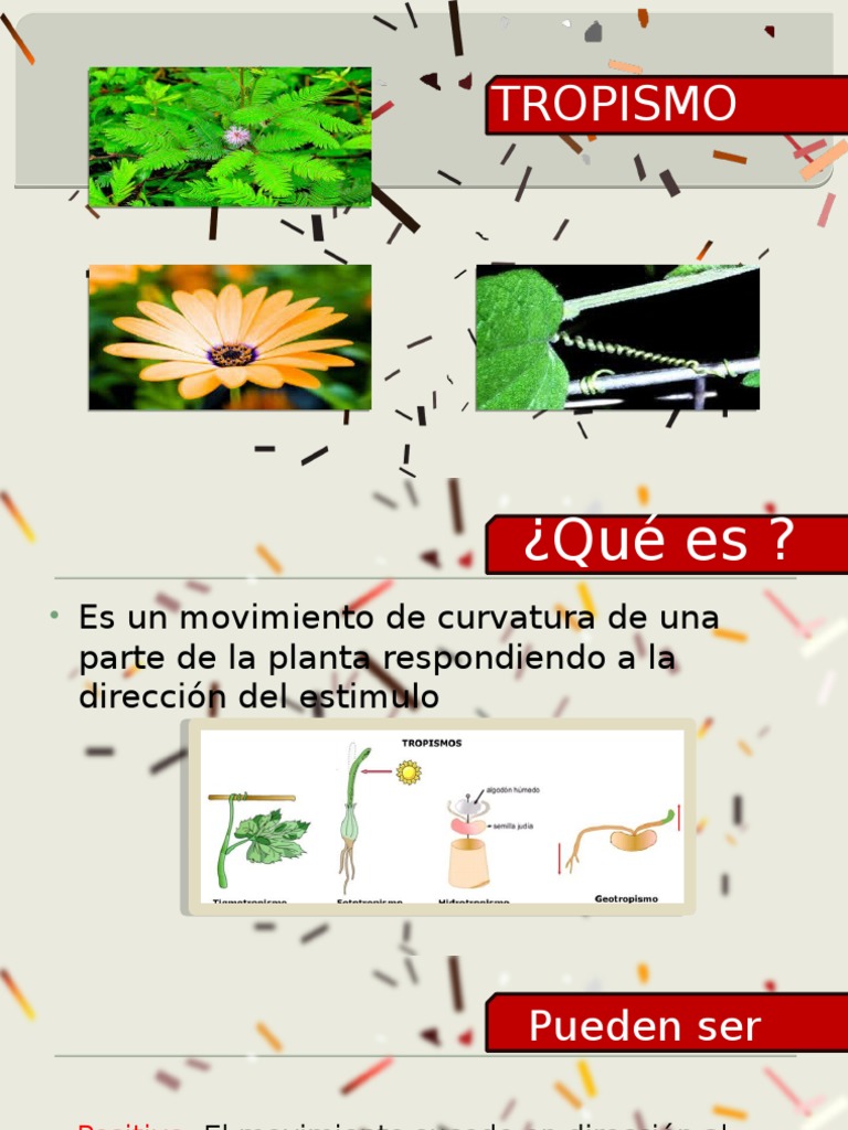 Hoja De Trabajo Sobre Los Tropismos De Las Plantas GUIA PEDAGOGICA