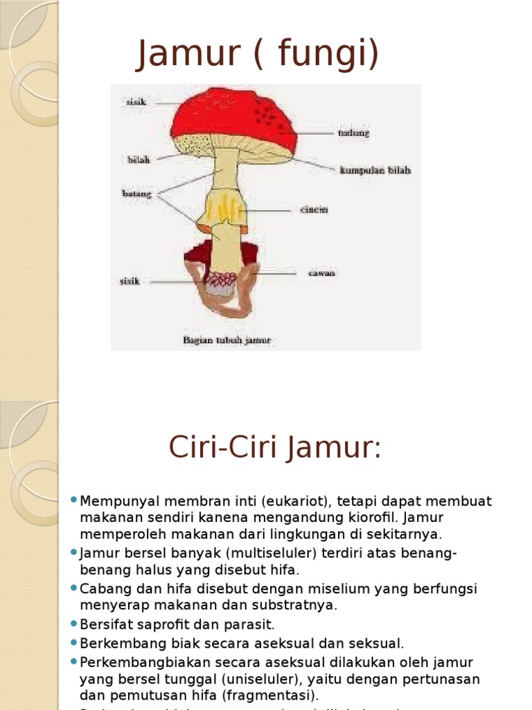 Ciri-Ciri dan Klasifikasi Jamur Fungi | PDF | Sains & Matematika