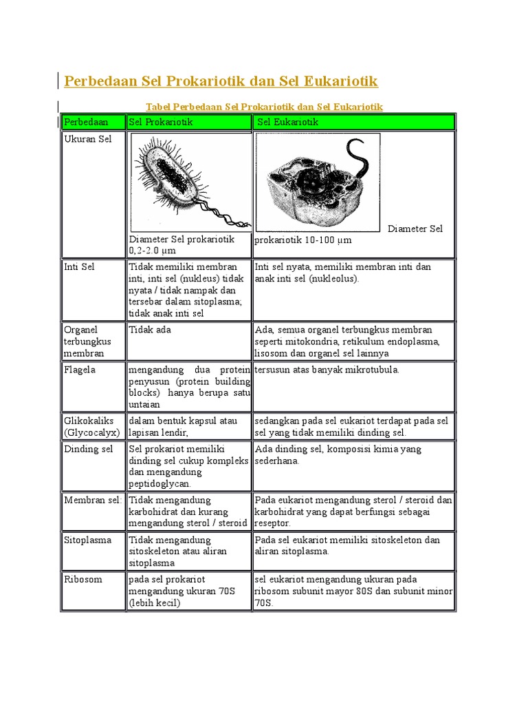 Perbedaan Sel Prokariotik Dan Sel Eukariotik Pdf