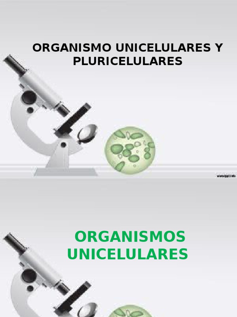 Diferencias entre unicelulares y pluricelulares | PDF | Organismos ...
