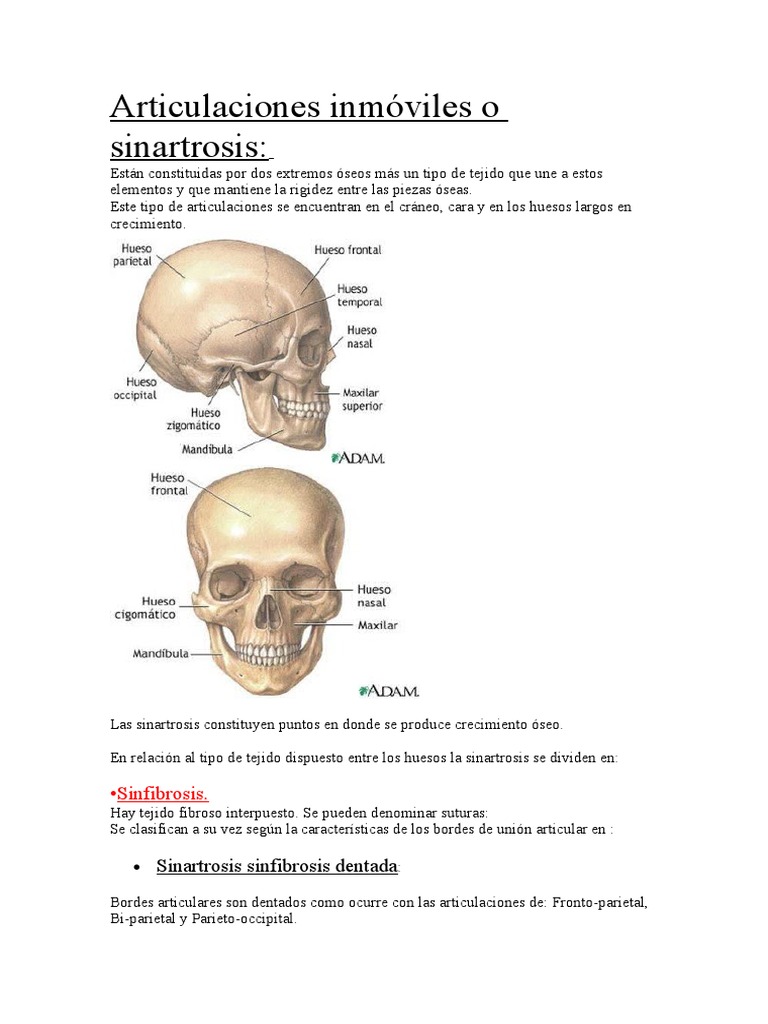 Articulaciones Inmóviles o Sinartrosis