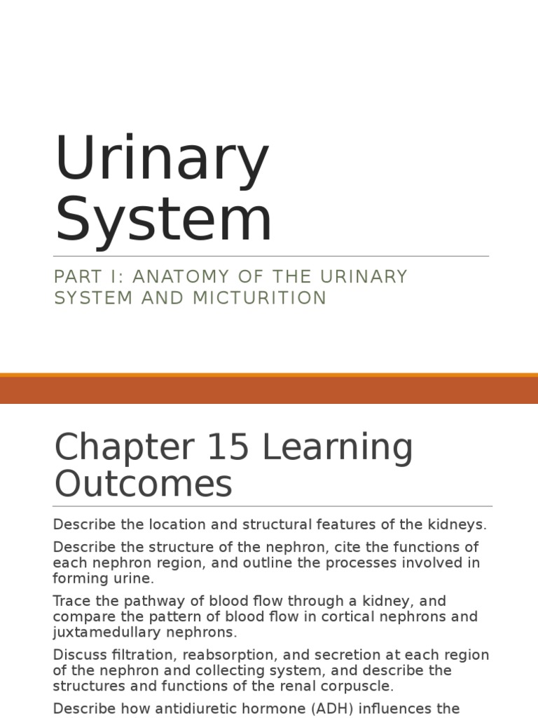Urinary System Part 1 | PDF | Urinary System | Kidney
