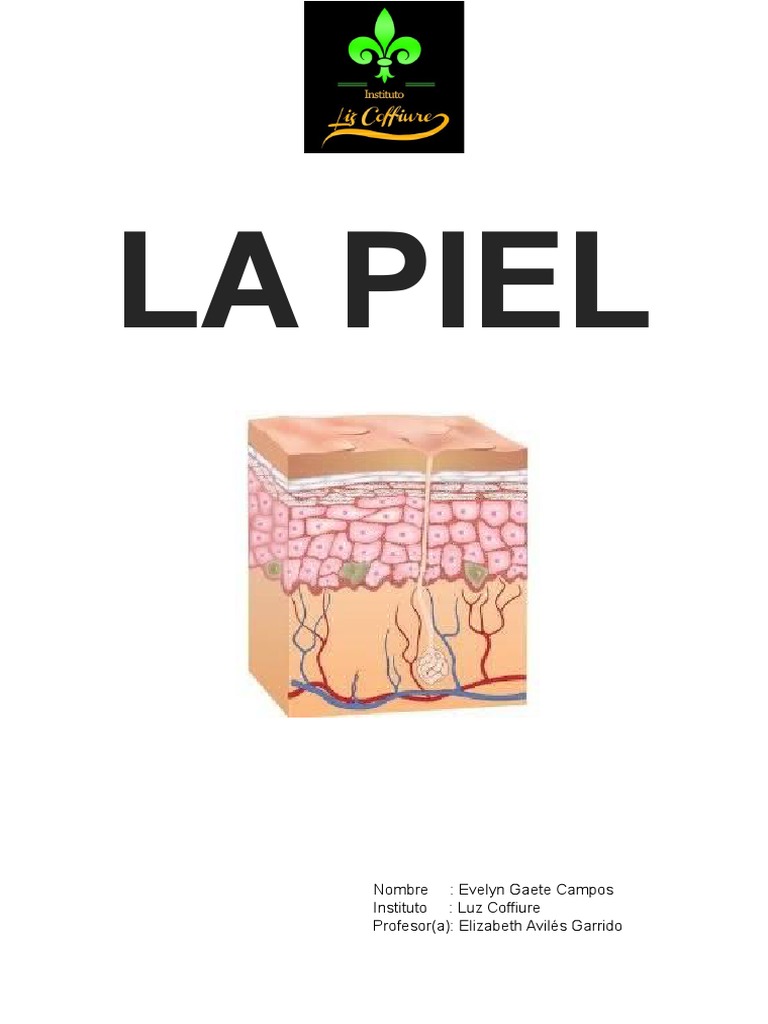 La Piel Pdf Piel Epidermis