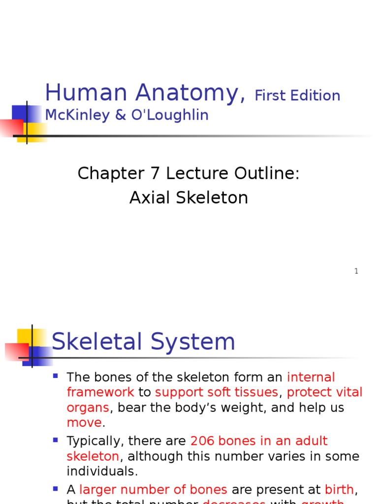 Human Anatomy,: Chapter 7 Lecture Outline: Axial Skeleton | PDF ...