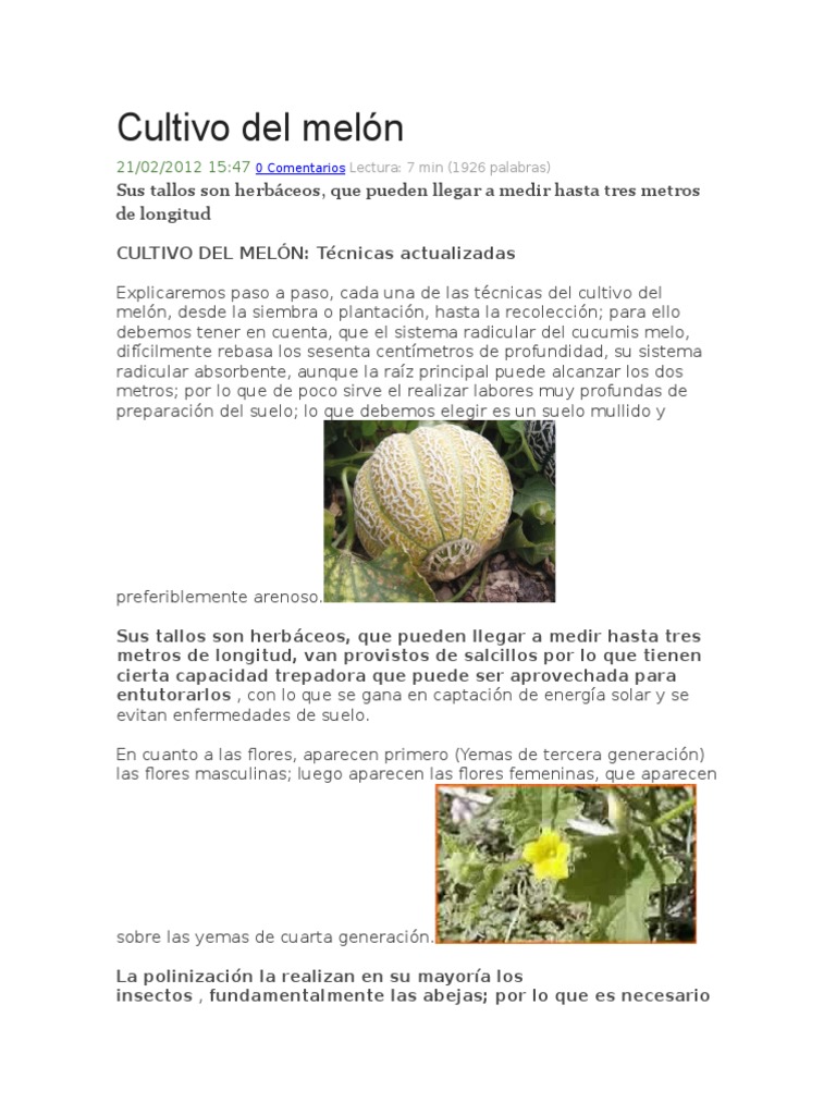Cultivo Del Melón | PDF